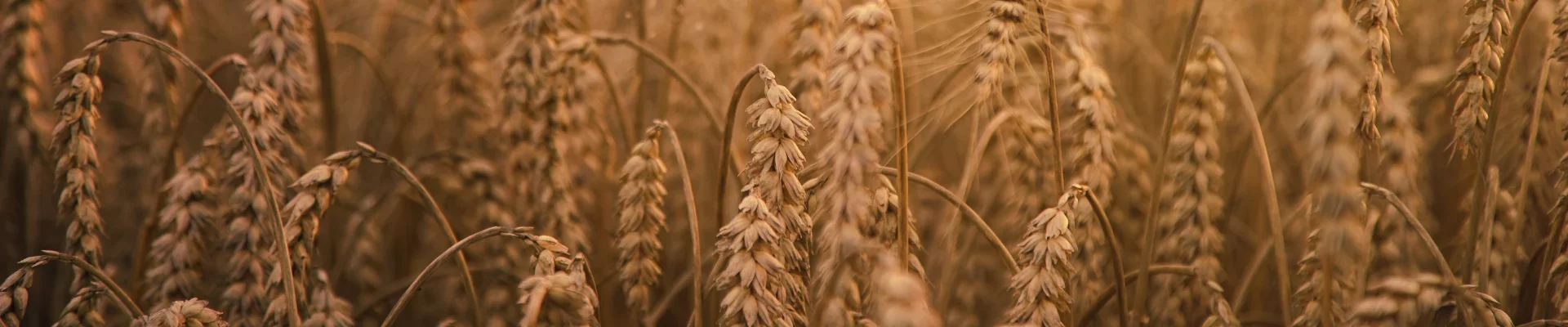 ABOUT - TRUE GRAIN